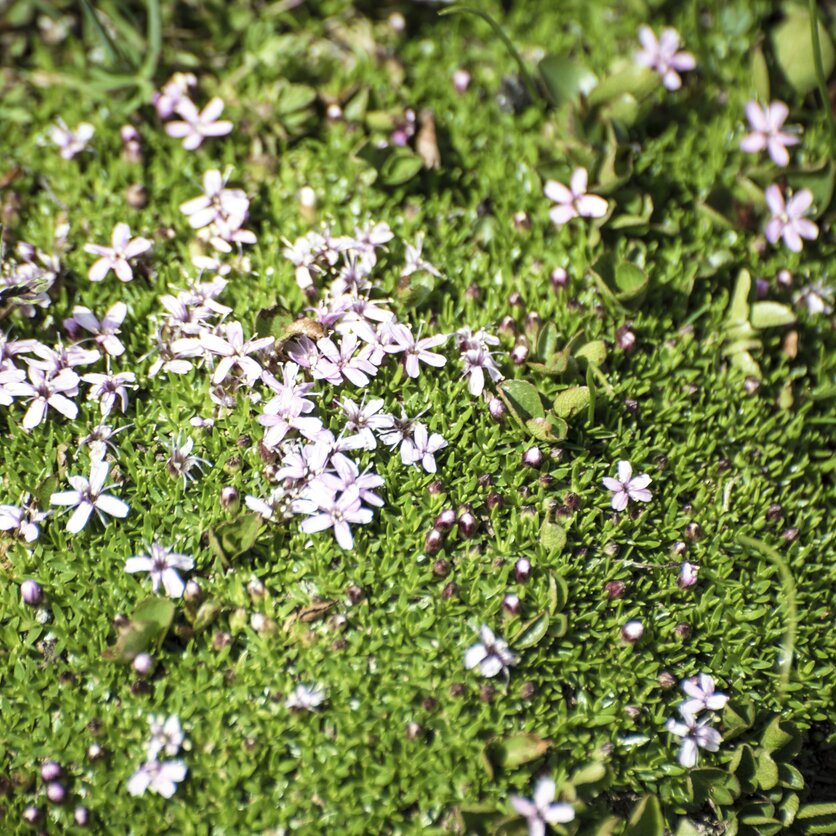 Flower Trail | Hiking Trails in Zermatt