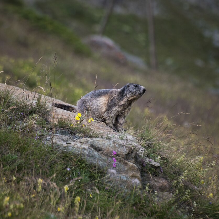 A la rencontre des marmottes | Sentier thématique à Zermatt