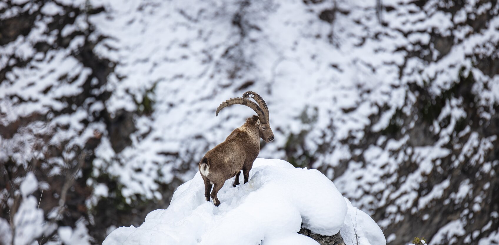 Forest & wildlife areas | Zermatt Bergbahnen